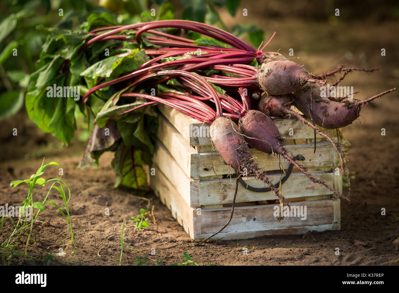 Fresh and bio beetroot at a greenhouse Stock Photo - Alamy