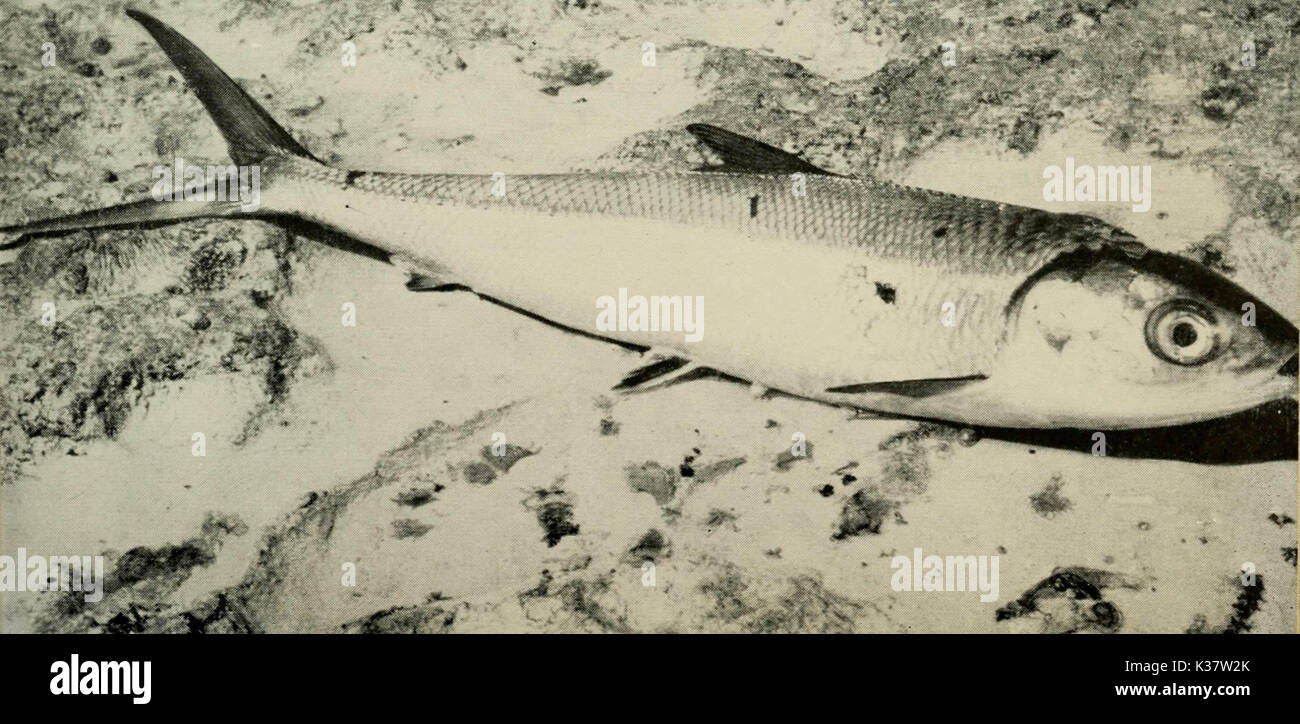 "Dahlak: with the Italian National Underwater Expedition in the Red Sea ...