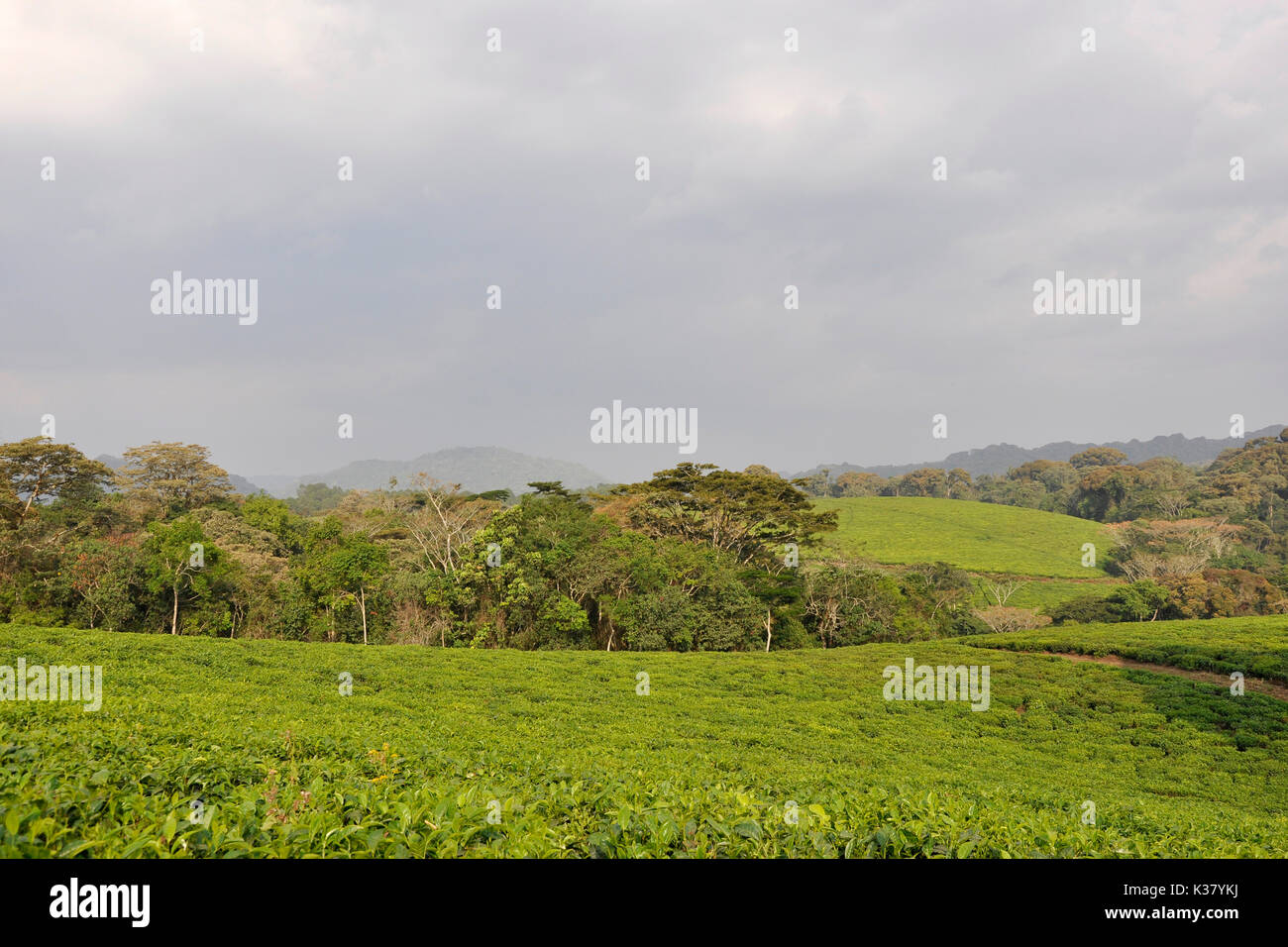 Rwanda, Nyungwe National Park, Tea Plantation Stock Photo - Alamy