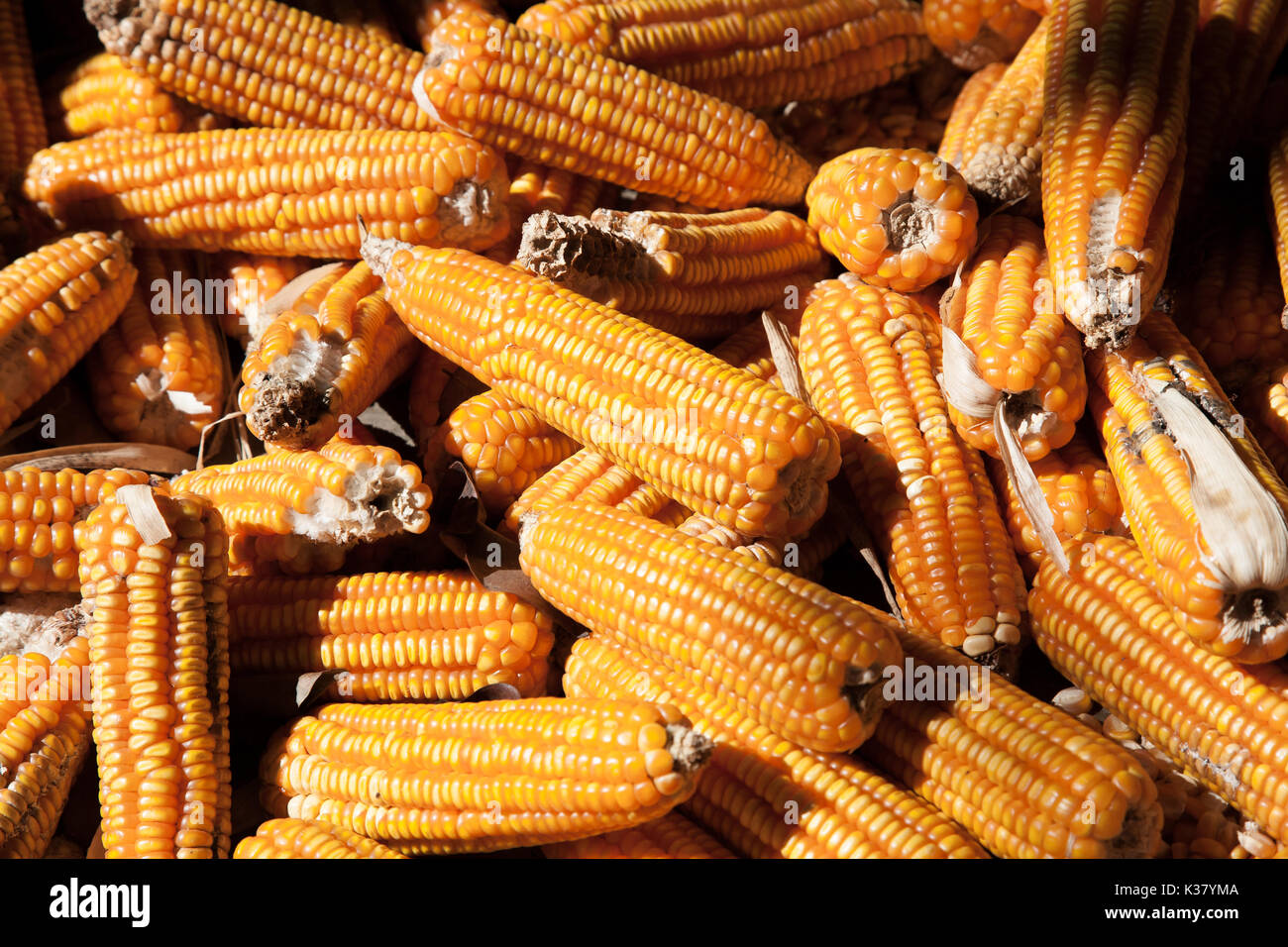 Harvested maize corn ears in hi-res stock photography and images - Alamy