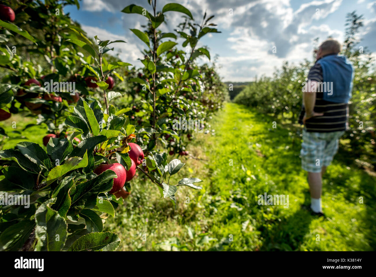 A fruit farm on the Kent and Sussex border Stock Photo - Alamy