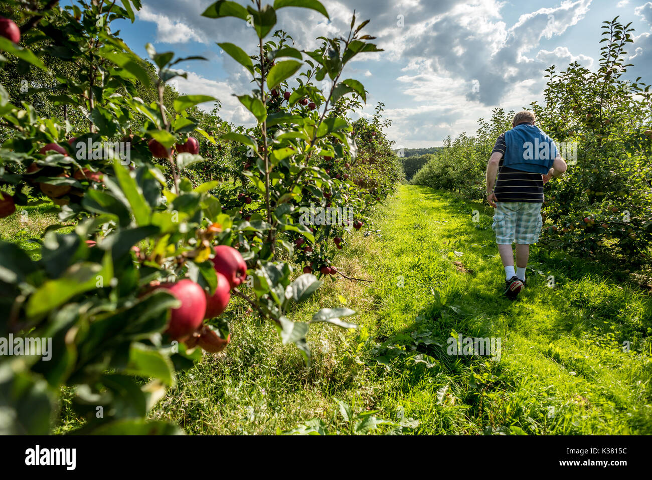 A fruit farm on the Kent and Sussex border Stock Photo - Alamy