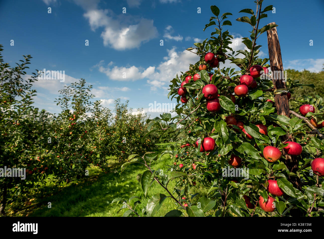 A fruit farm on the Kent and Sussex border Stock Photo - Alamy
