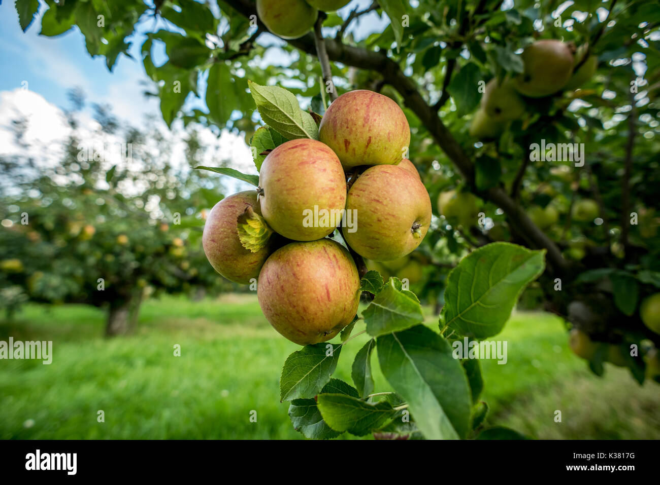 A fruit farm on the Kent and Sussex border Stock Photo - Alamy