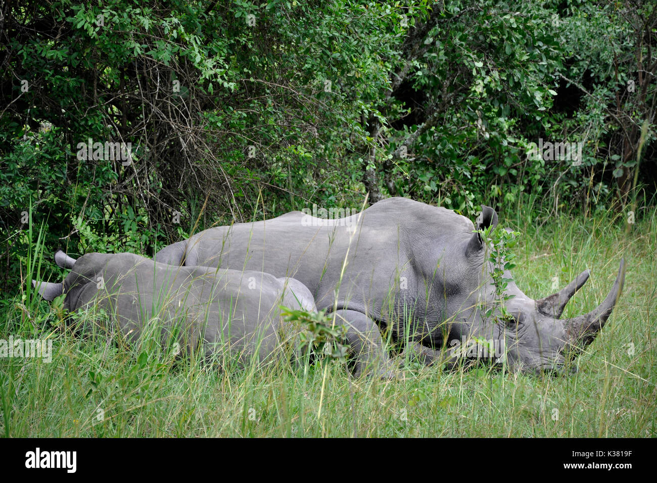Uganda, Ziwa Rhino Sanctuary Gate, Rhinos Stock Photo - Alamy