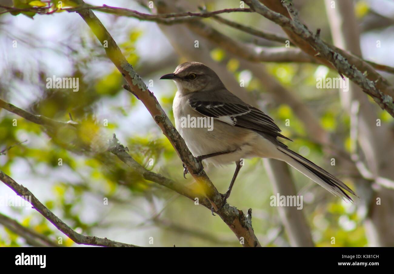 Southern mockingbird hi-res stock photography and images - Alamy