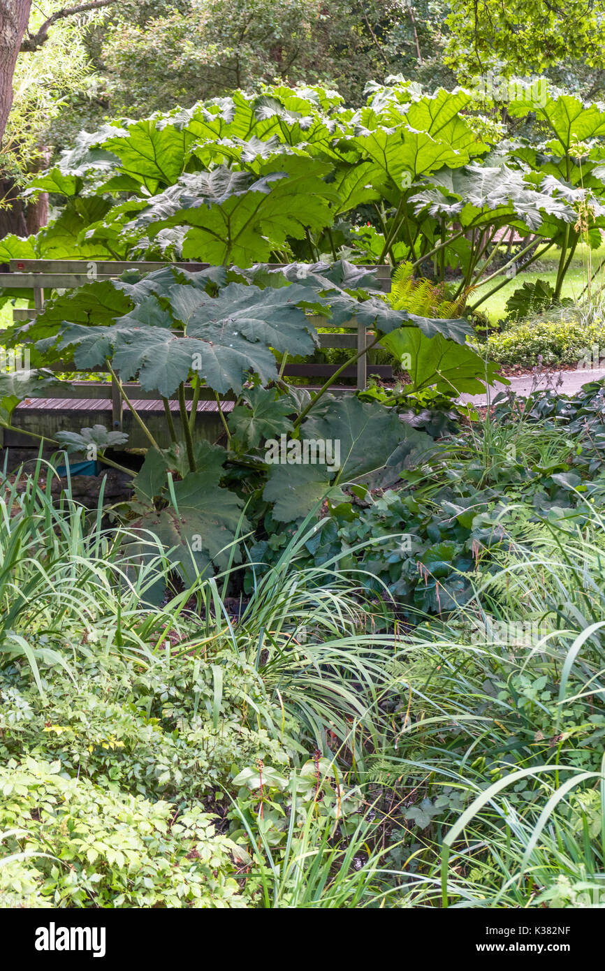 Giant leafs of the Gunnera Manicata plant, England, UK Stock Photo - Alamy