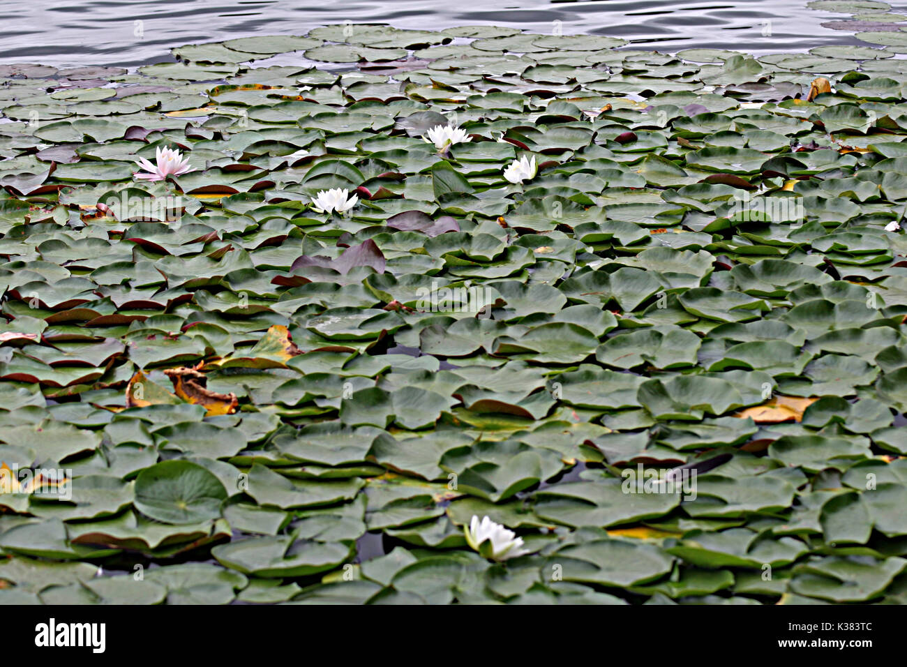 Covering of lilies hi-res stock photography and images - Alamy