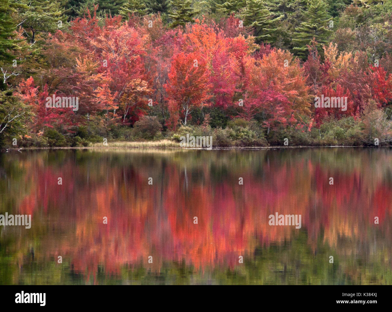 Maples maples maples maples maples hi-res stock photography and images ...