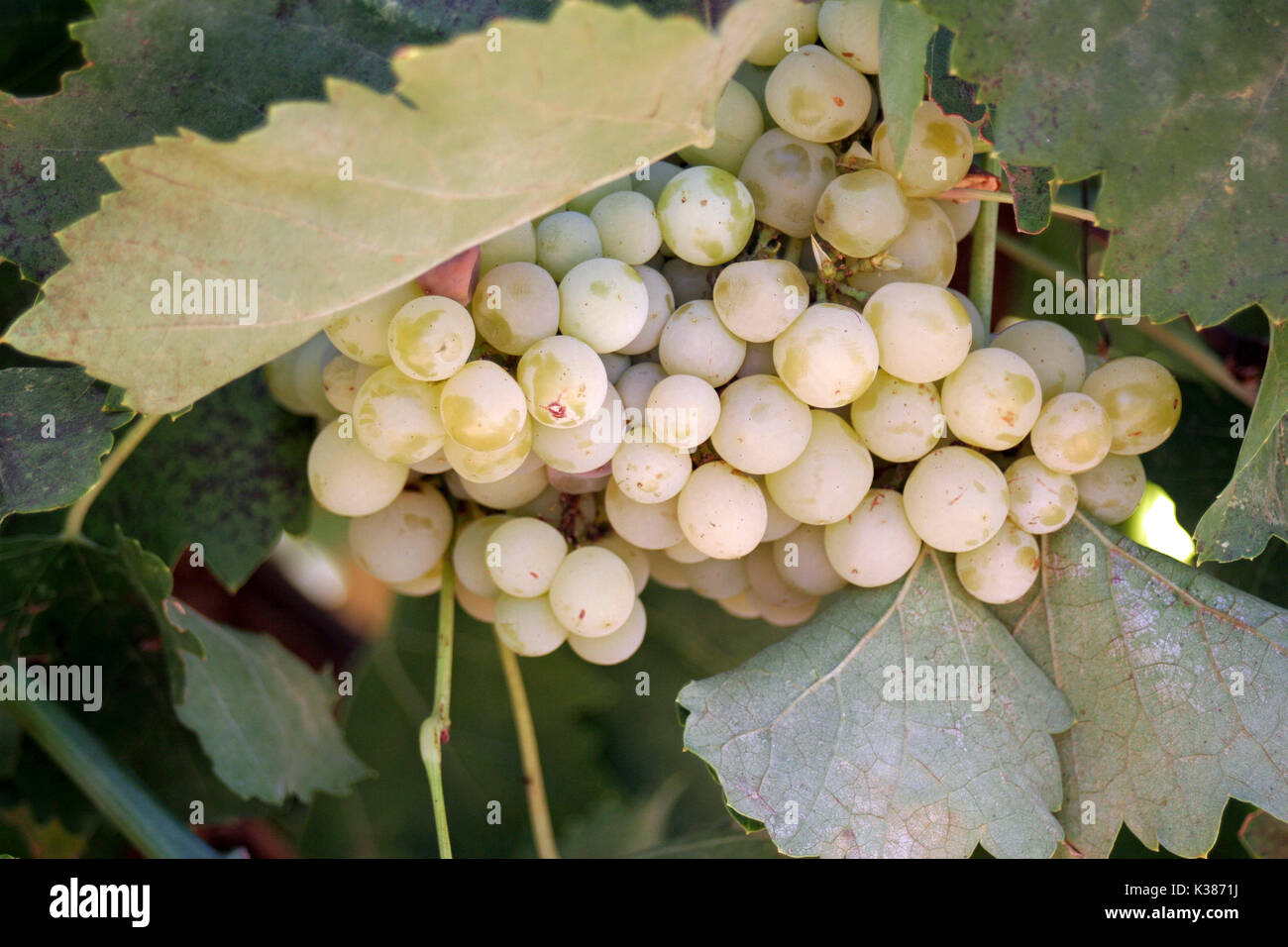 Seedless perlette hi-res stock photography and images - Alamy
