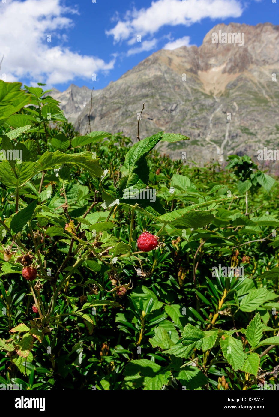 Wild red raspberry thriving amidst the rugged beauty of the French Alps ...