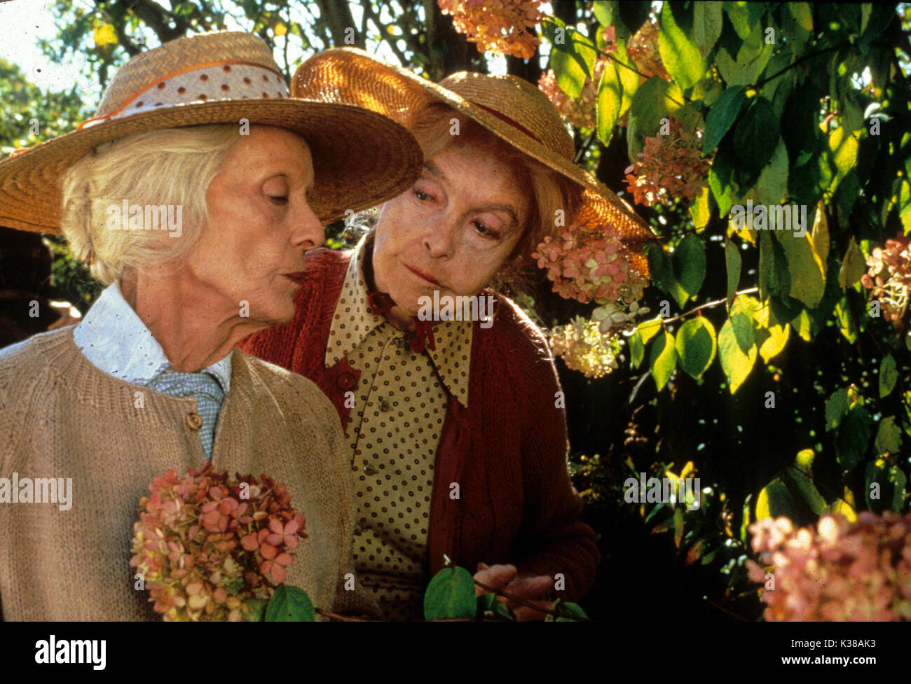 WHALES OF AUGUST, THE LILIAN GISH AND BETTE DAVIS PICTURE FROM THE ...