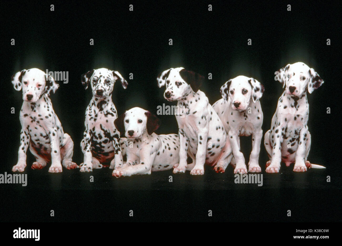 101 DALMATIANS WALT DISNEY PICTURES 101 DALMATIANS WALT DISNEY PICTURES ...
