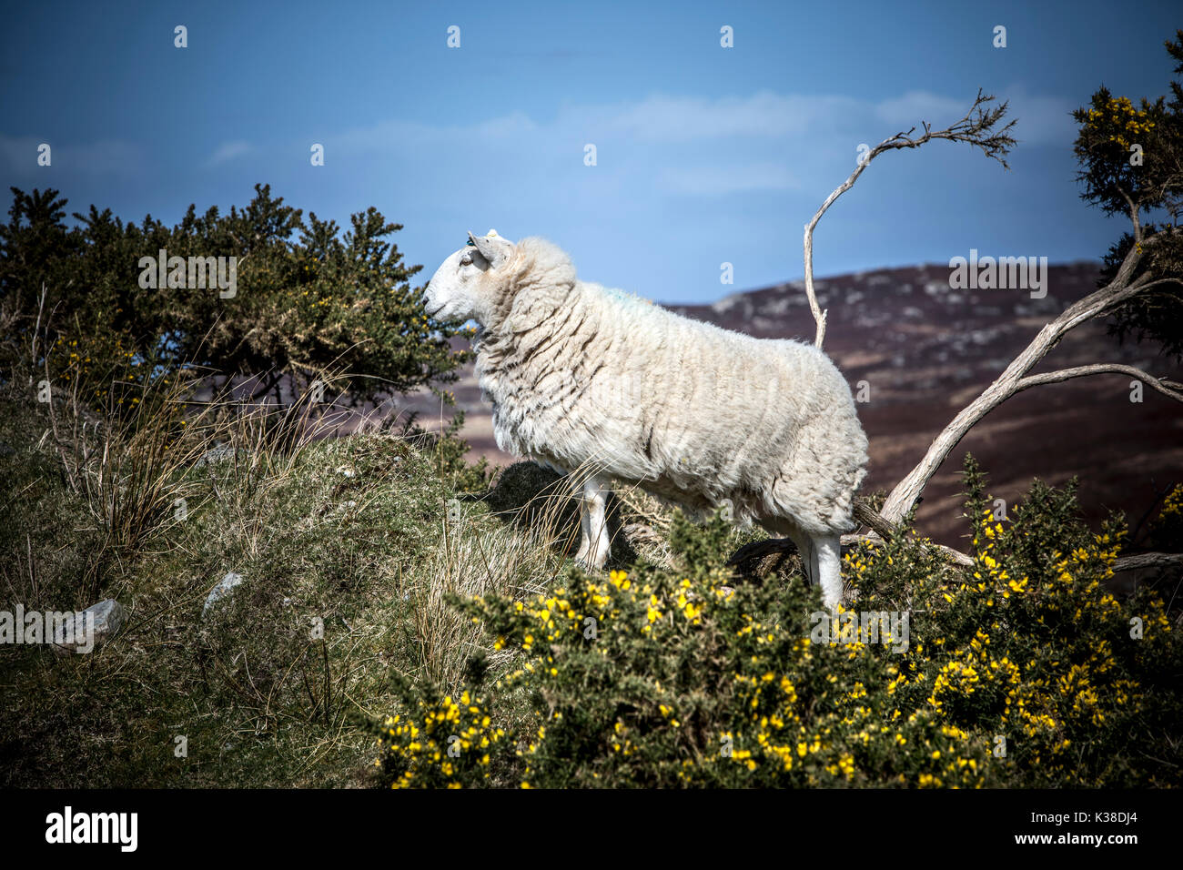 Sheep Scottish Highlands High Resolution Stock Photography and Images ...