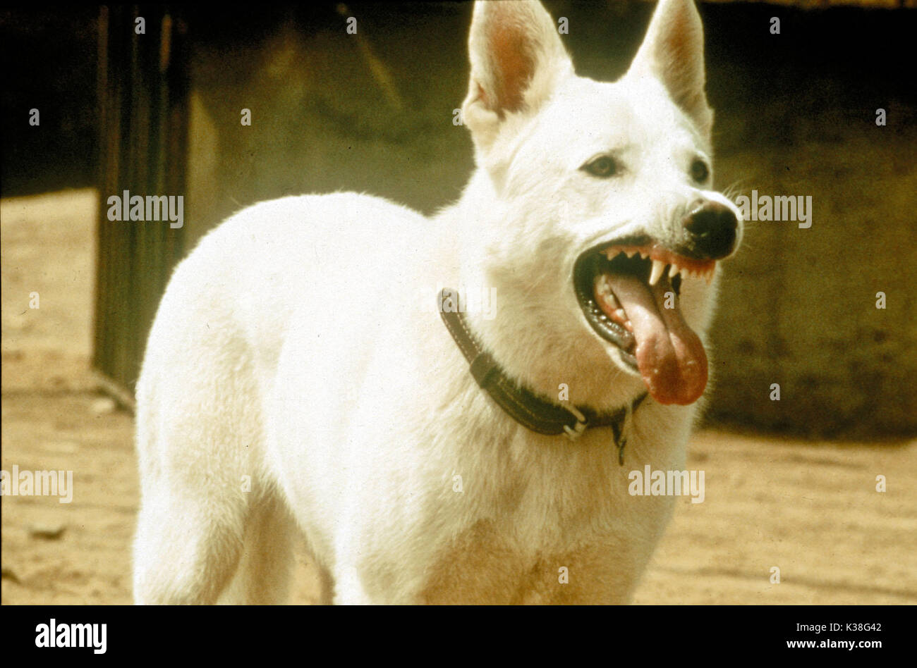 WHITE DOG DIRECTOR: SAMUEL FULLER FILM RELEASE BY PARAMOUNT PICTURES ...