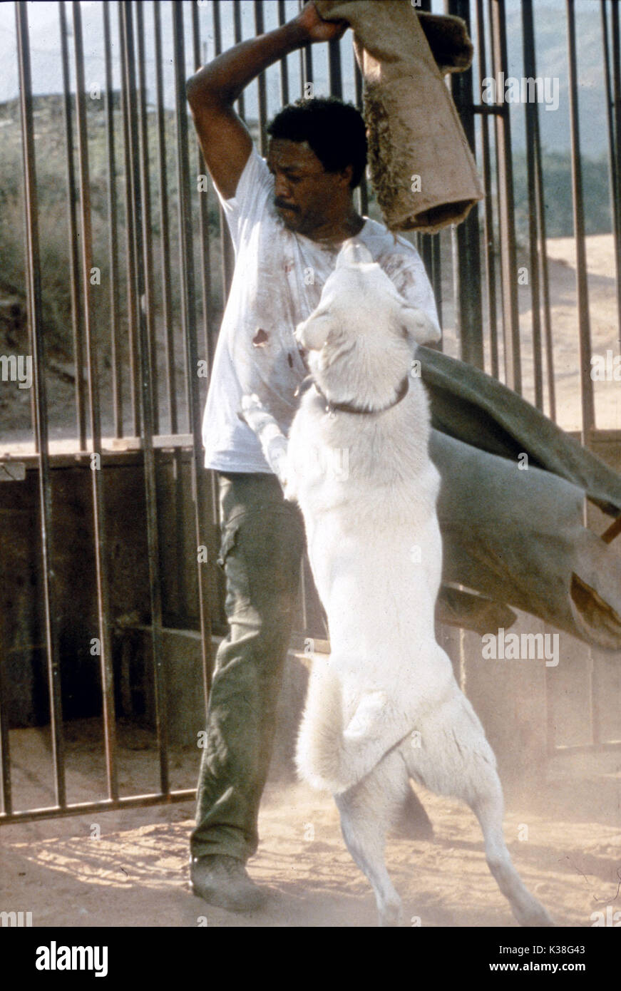 WHITE DOG PAUL WINFIELD DIRECTOR: SAMUEL FULLER FILM RELEASE BY ...