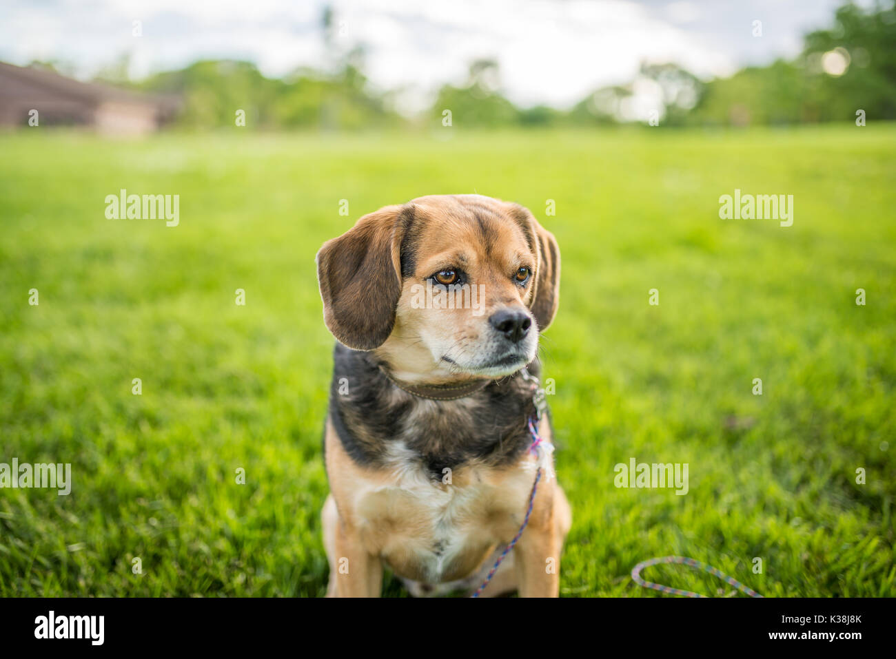 Portrait of a cute beagle Stock Photo - Alamy