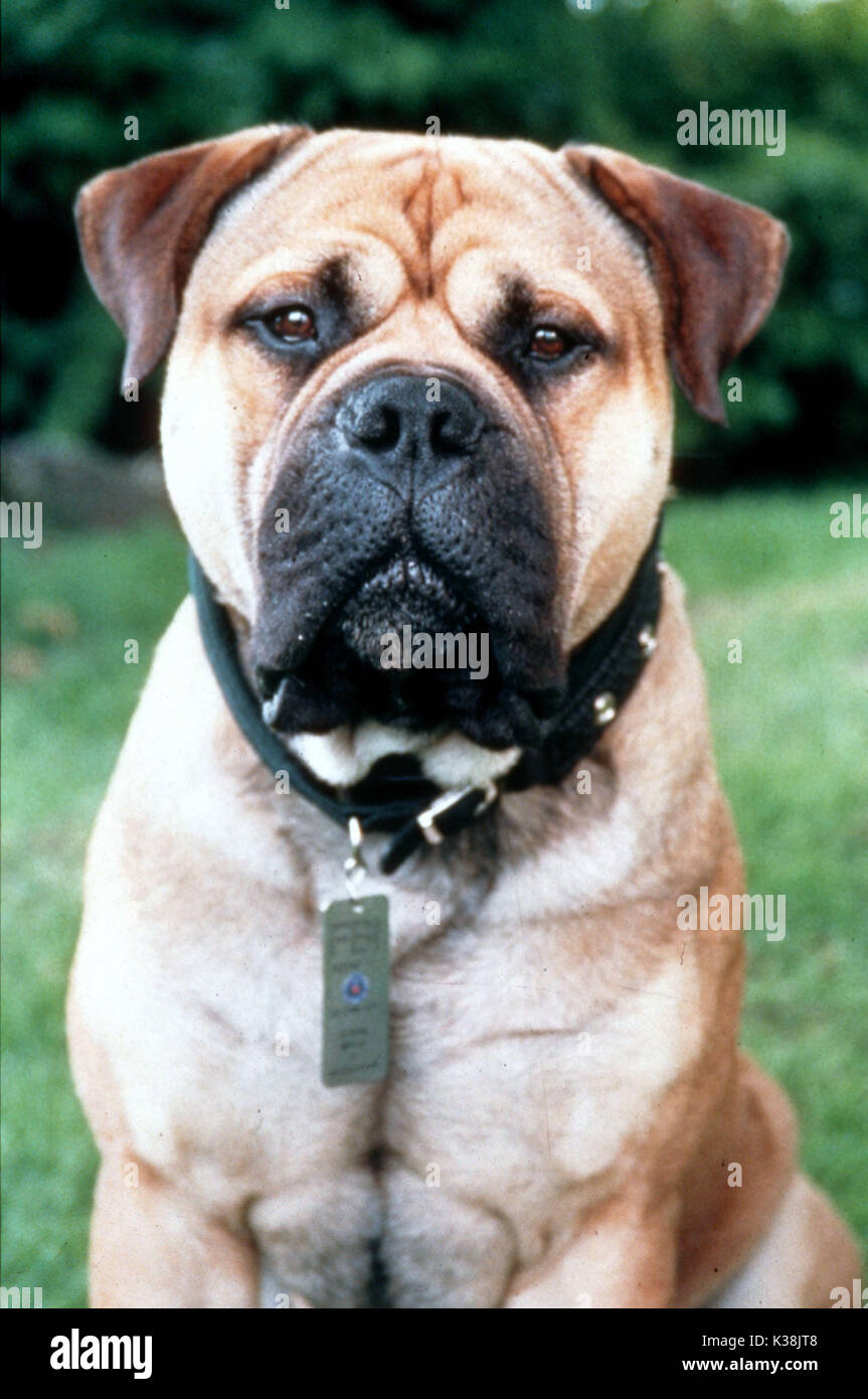 SEE SPOT RUN Date: 2001 Stock Photo - Alamy