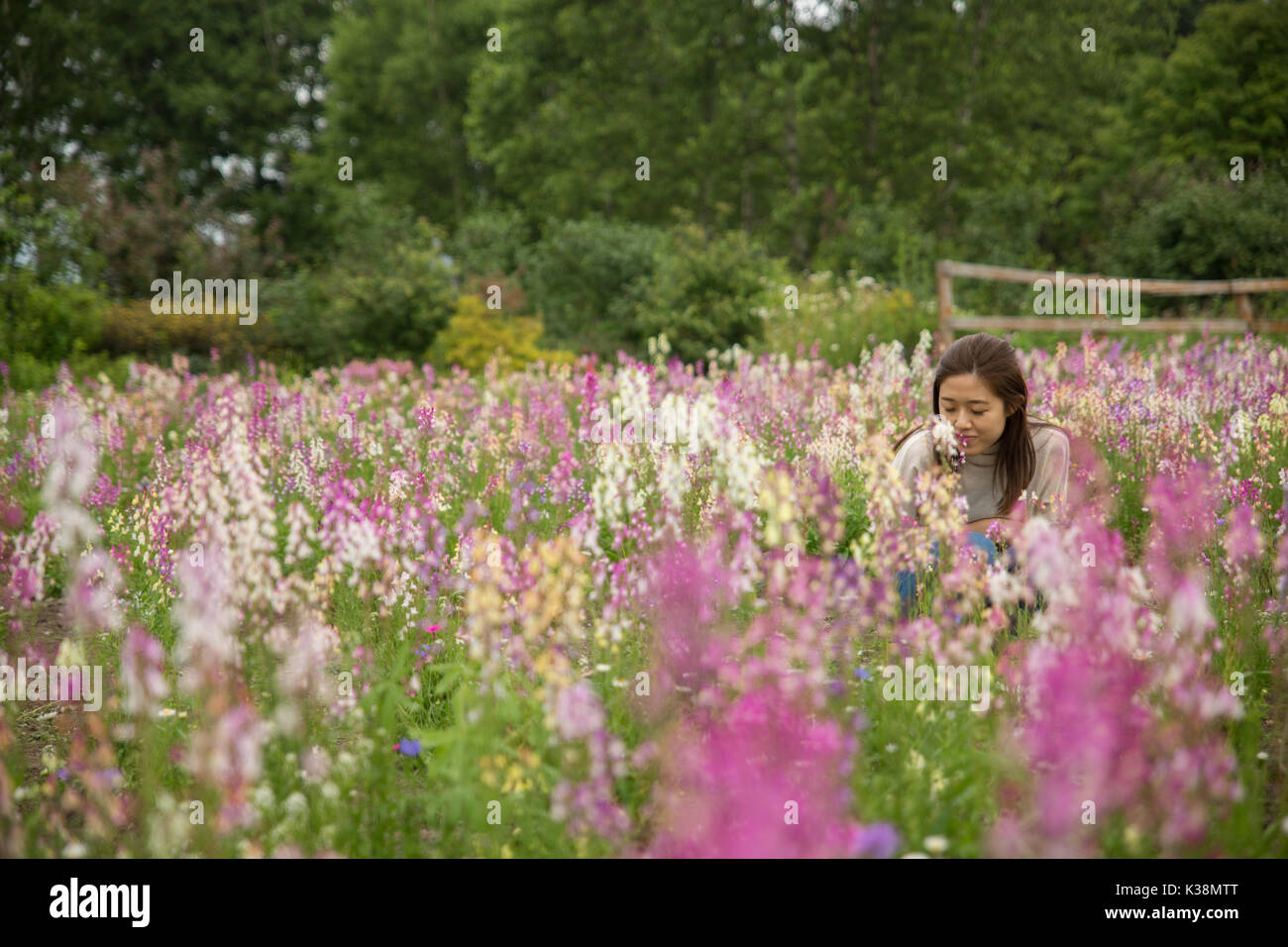Girl in flower field Stock Photo - Alamy