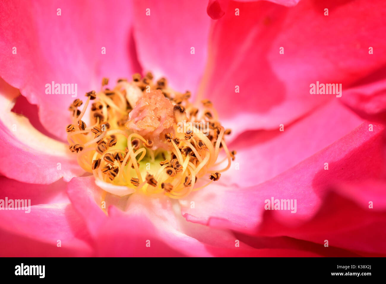 Centre of a rose flower Stock Photo - Alamy