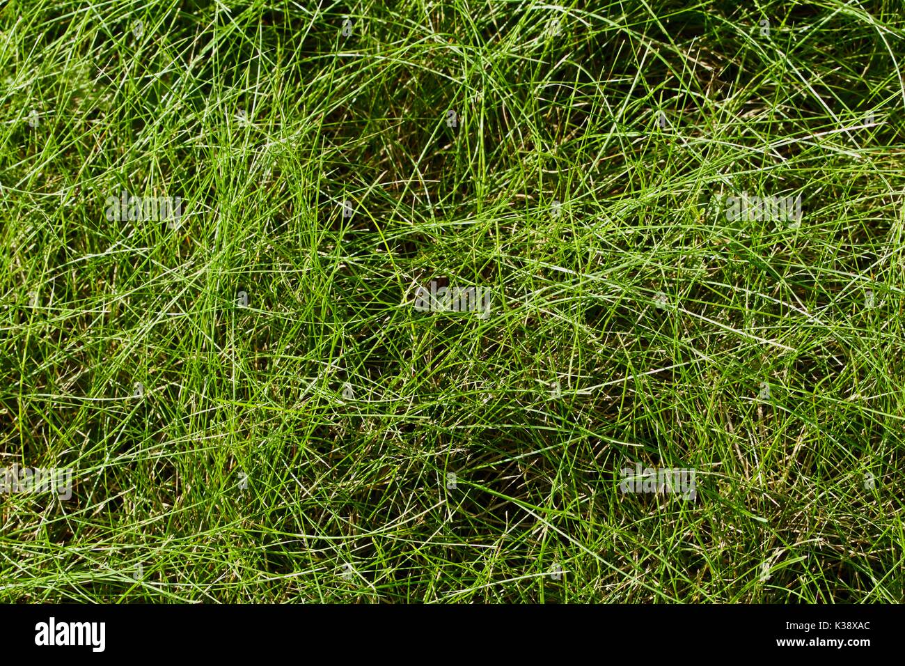 Long strands hi-res stock photography and images - Alamy