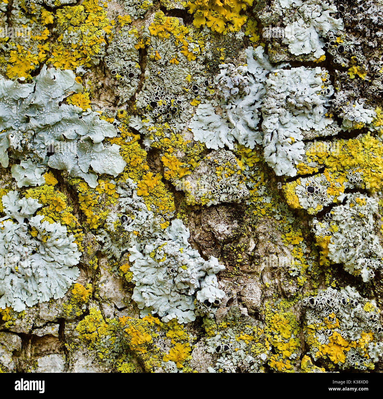 Blue, green and yellow lichens on tree bark closeup Stock Photo - Alamy