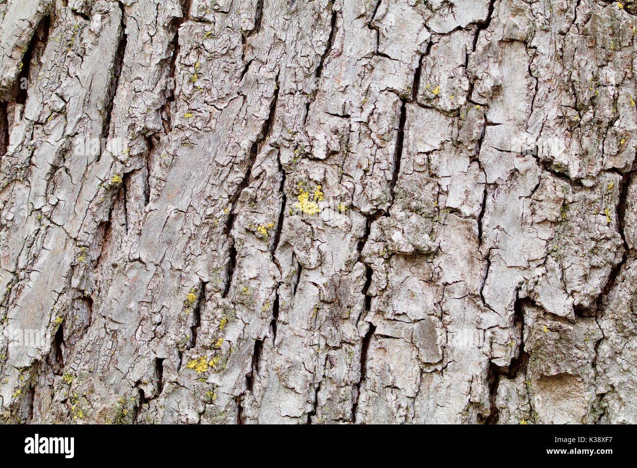 Gray tree bark hi-res stock photography and images - Alamy