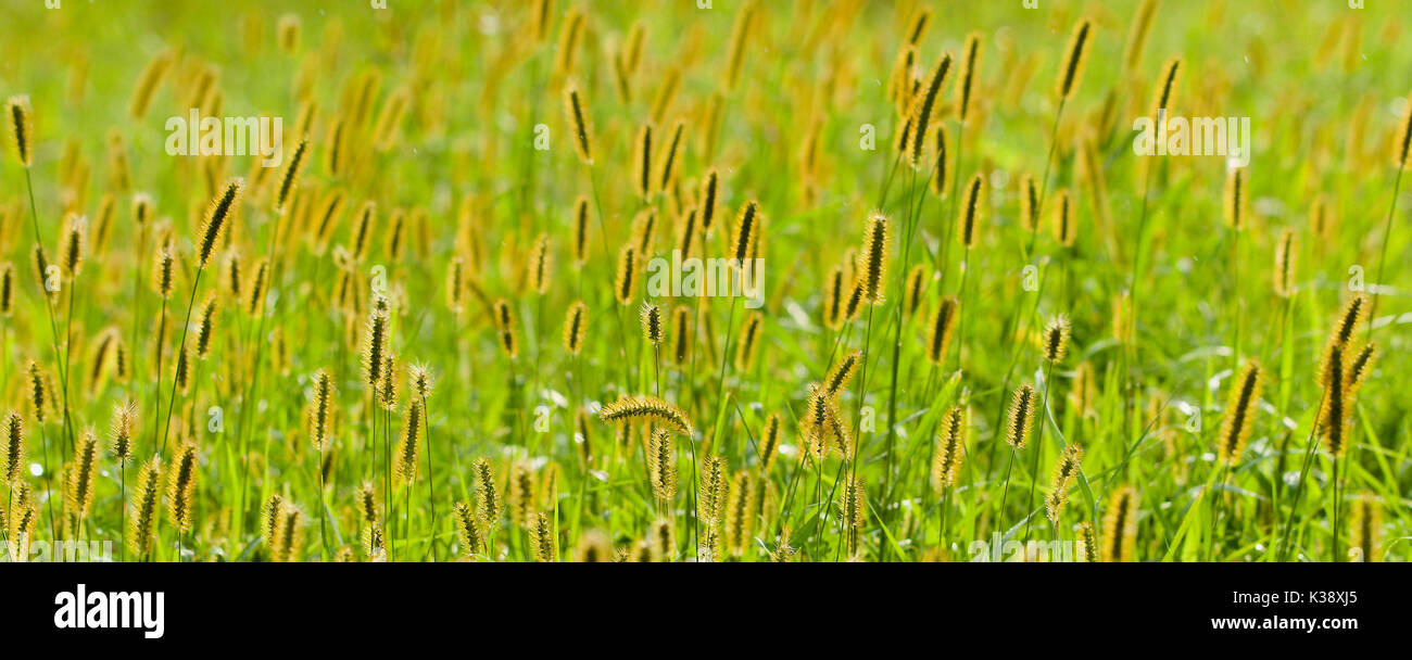 Grass grass seed hi-res stock photography and images - Alamy