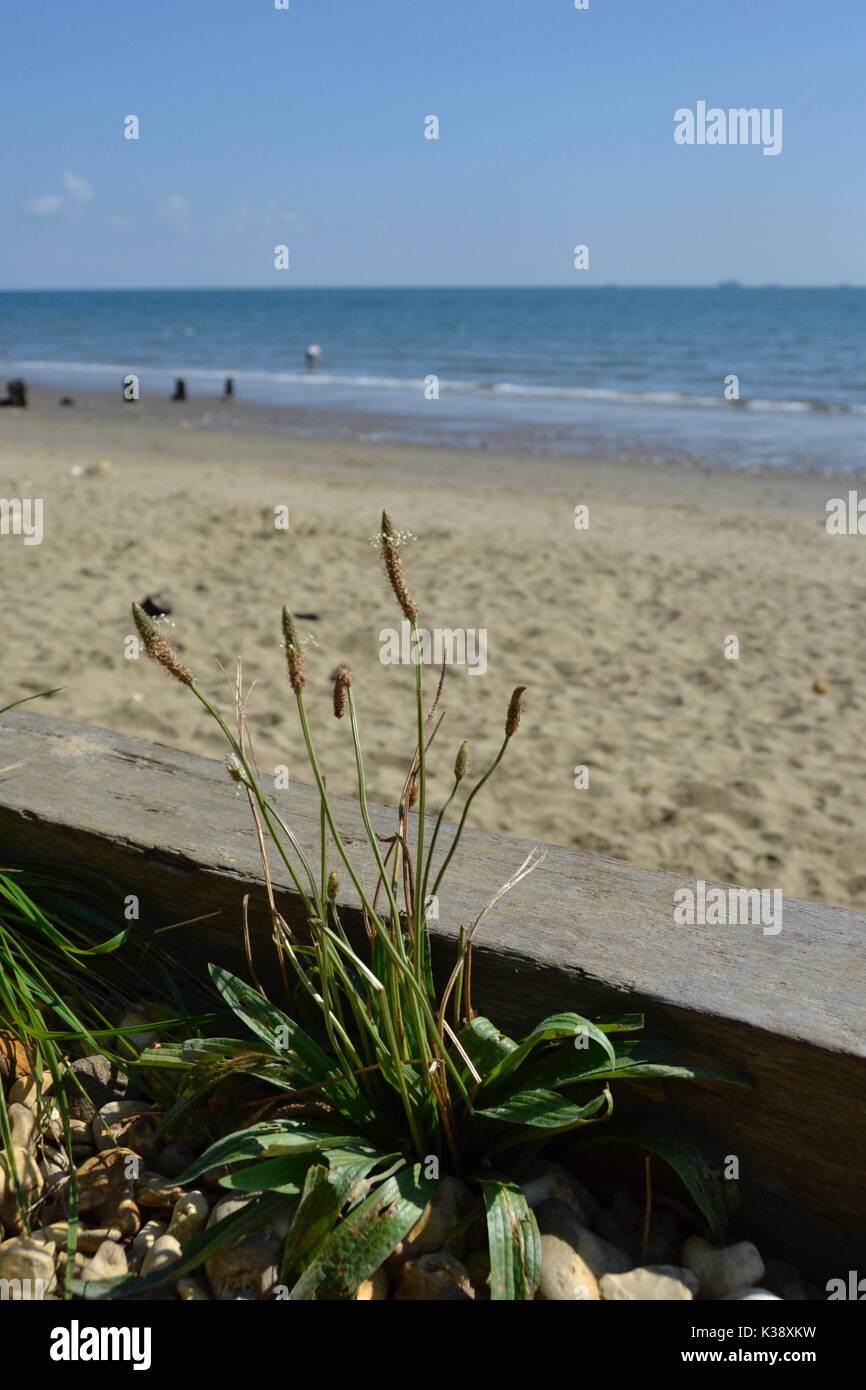 Oh I Do Like To Be Beside The Seaside High Resolution Stock Photography ...