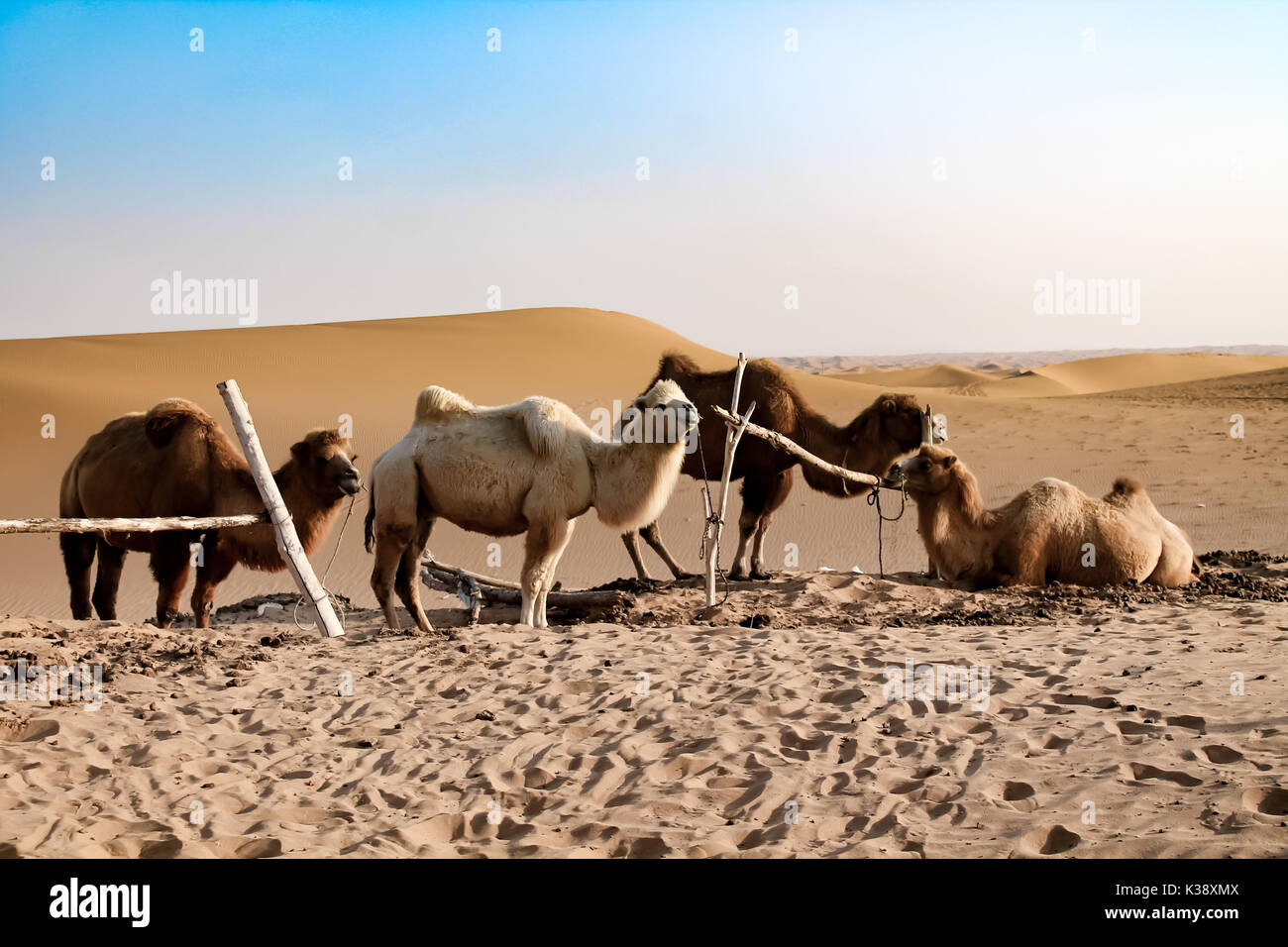 Four camels hi-res stock photography and images - Alamy