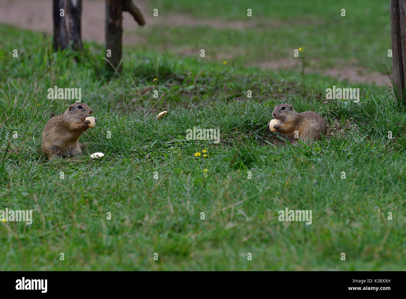 ground squirrel grazing and lurking in the grass Stock Photo - Alamy