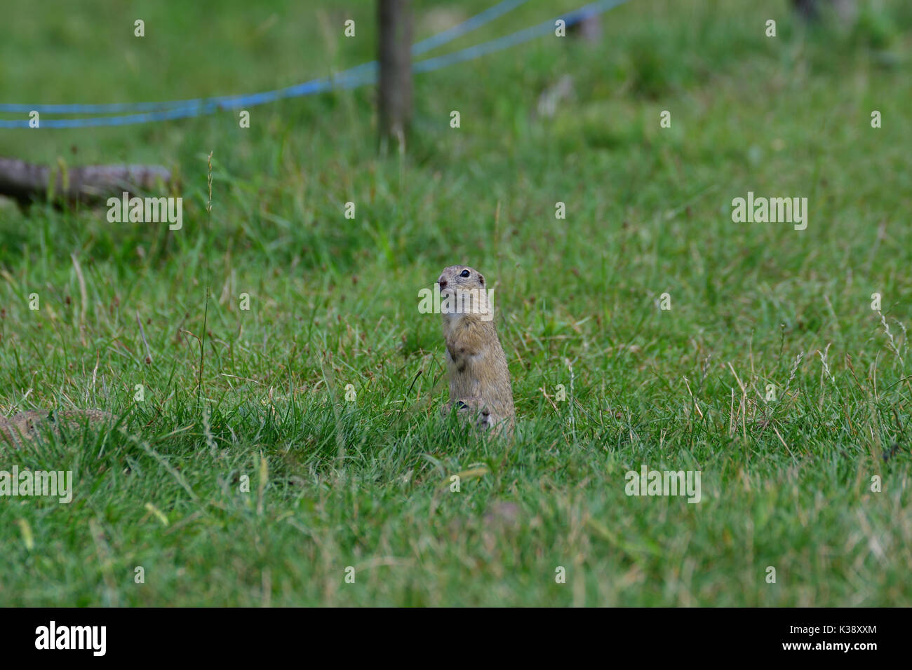 ground squirrel grazing and lurking in the grass Stock Photo - Alamy