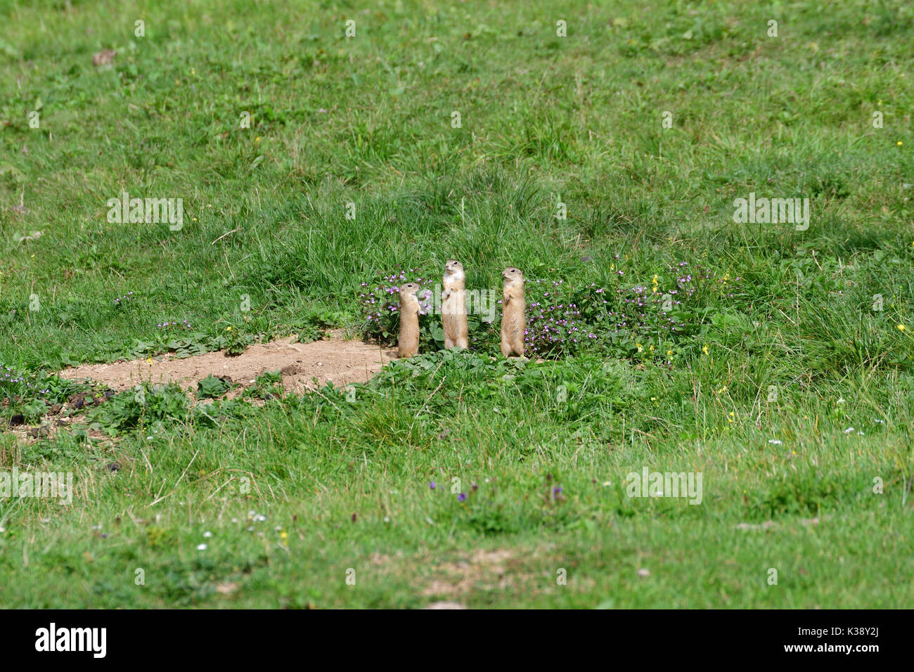 ground squirrel grazing and lurking in the grass Stock Photo - Alamy