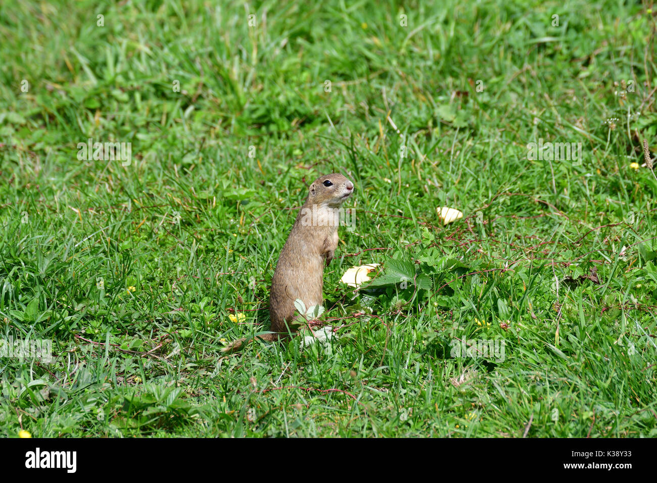 ground squirrel grazing and lurking in the grass Stock Photo - Alamy