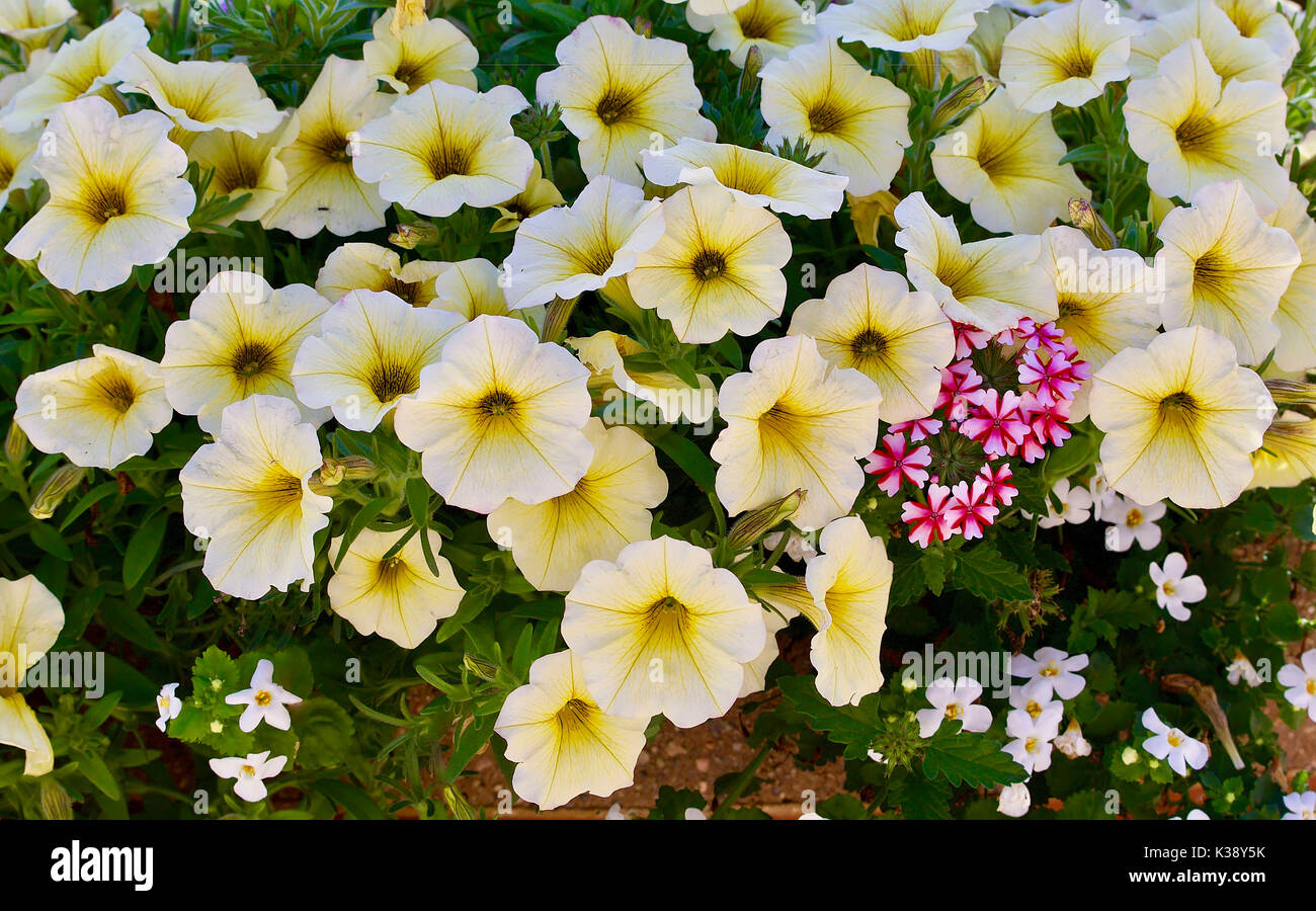 Yellow petunias hi-res stock photography and images - Alamy