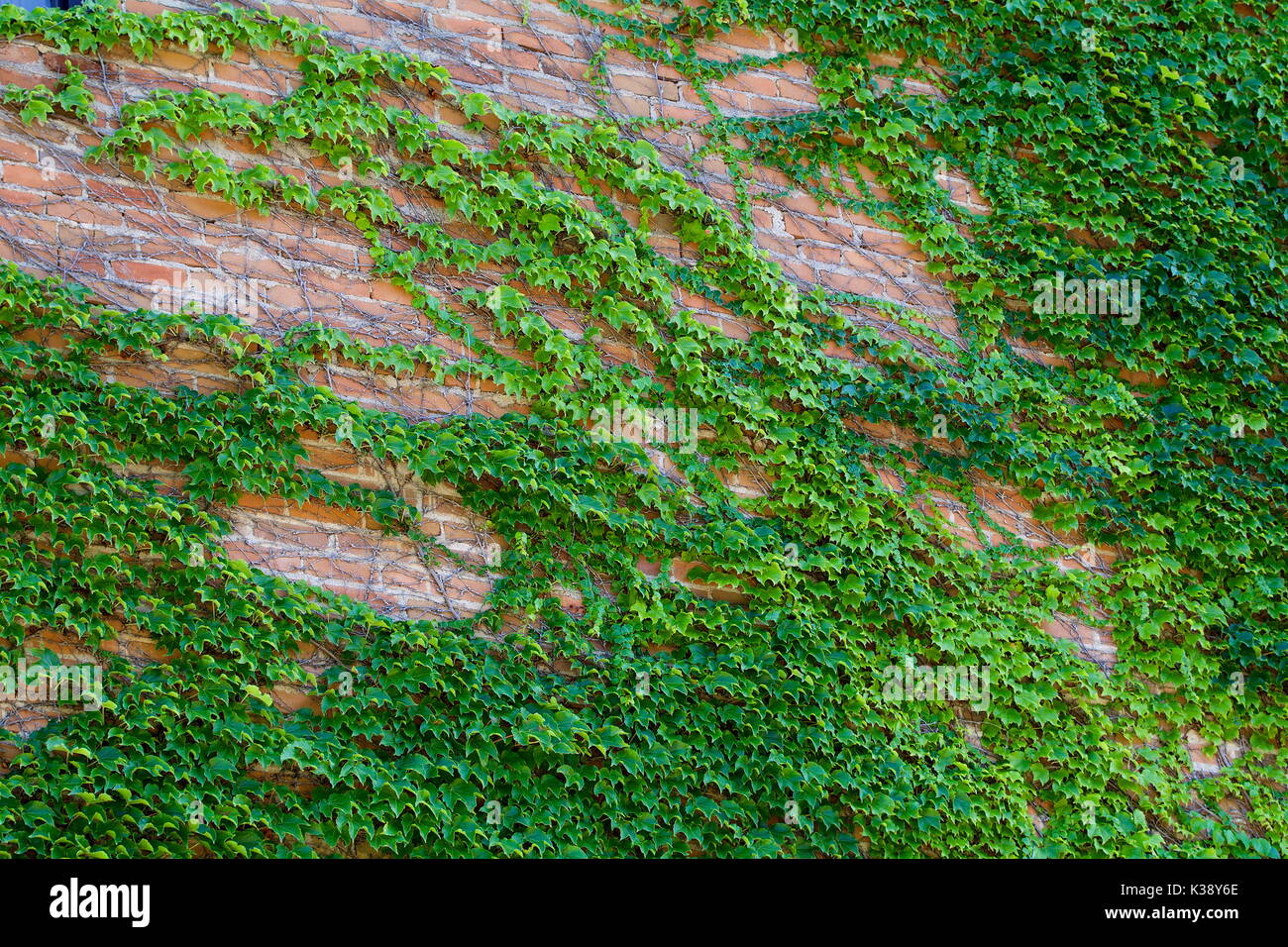 Vine covered wall hi-res stock photography and images - Alamy