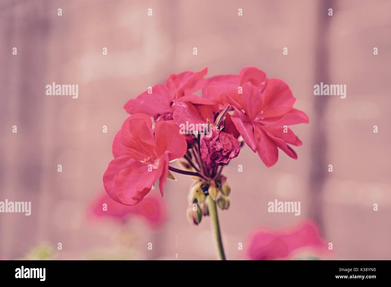 Big red flower hi-res stock photography and images - Alamy