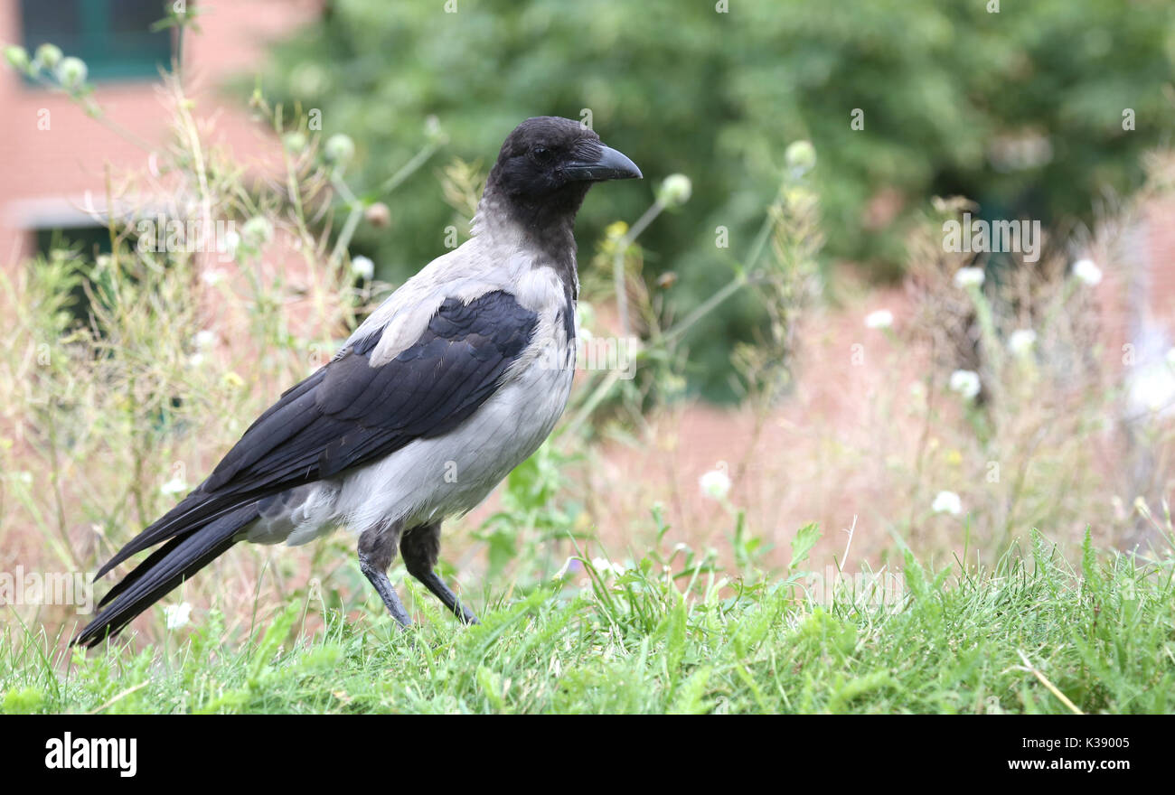 big black and grey crow in the meadow Stock Photo - Alamy