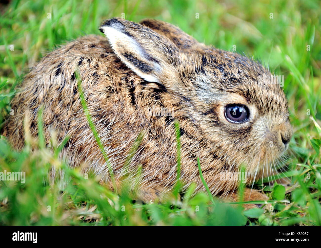 Baby Hare High Resolution Stock Photography and Images - Alamy