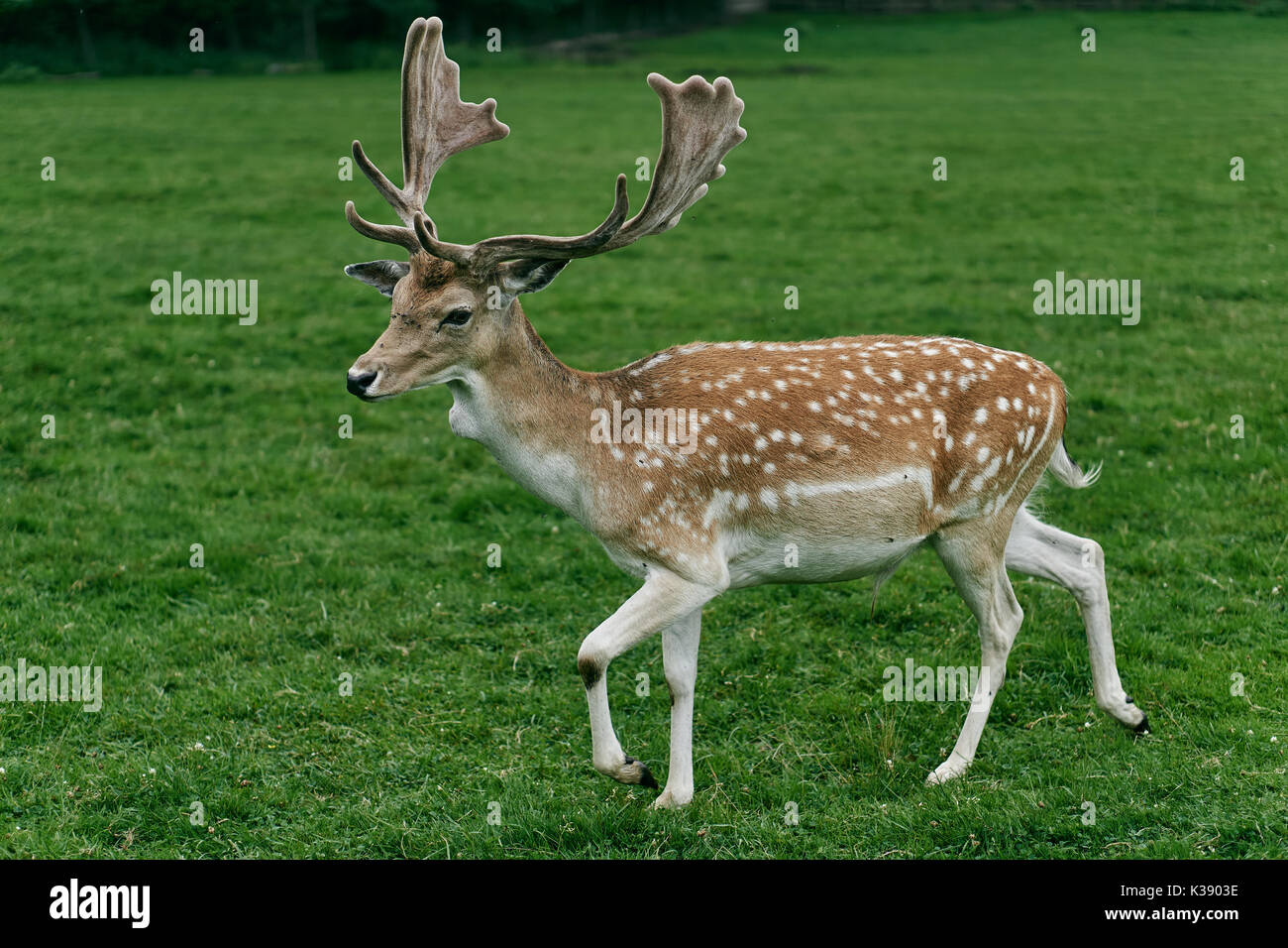 Dotted deer hi-res stock photography and images - Alamy