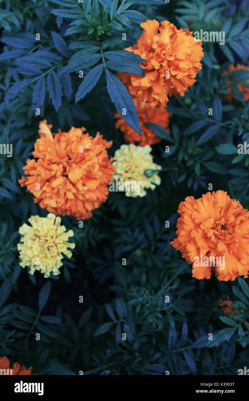 Georgina flower hi-res stock photography and images - Alamy