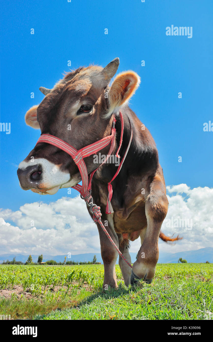Farm bull portrait Stock Photo - Alamy
