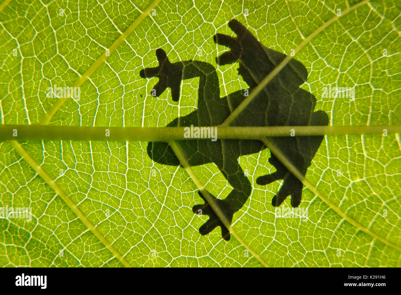 Frog shadow on leaf hi-res stock photography and images - Alamy
