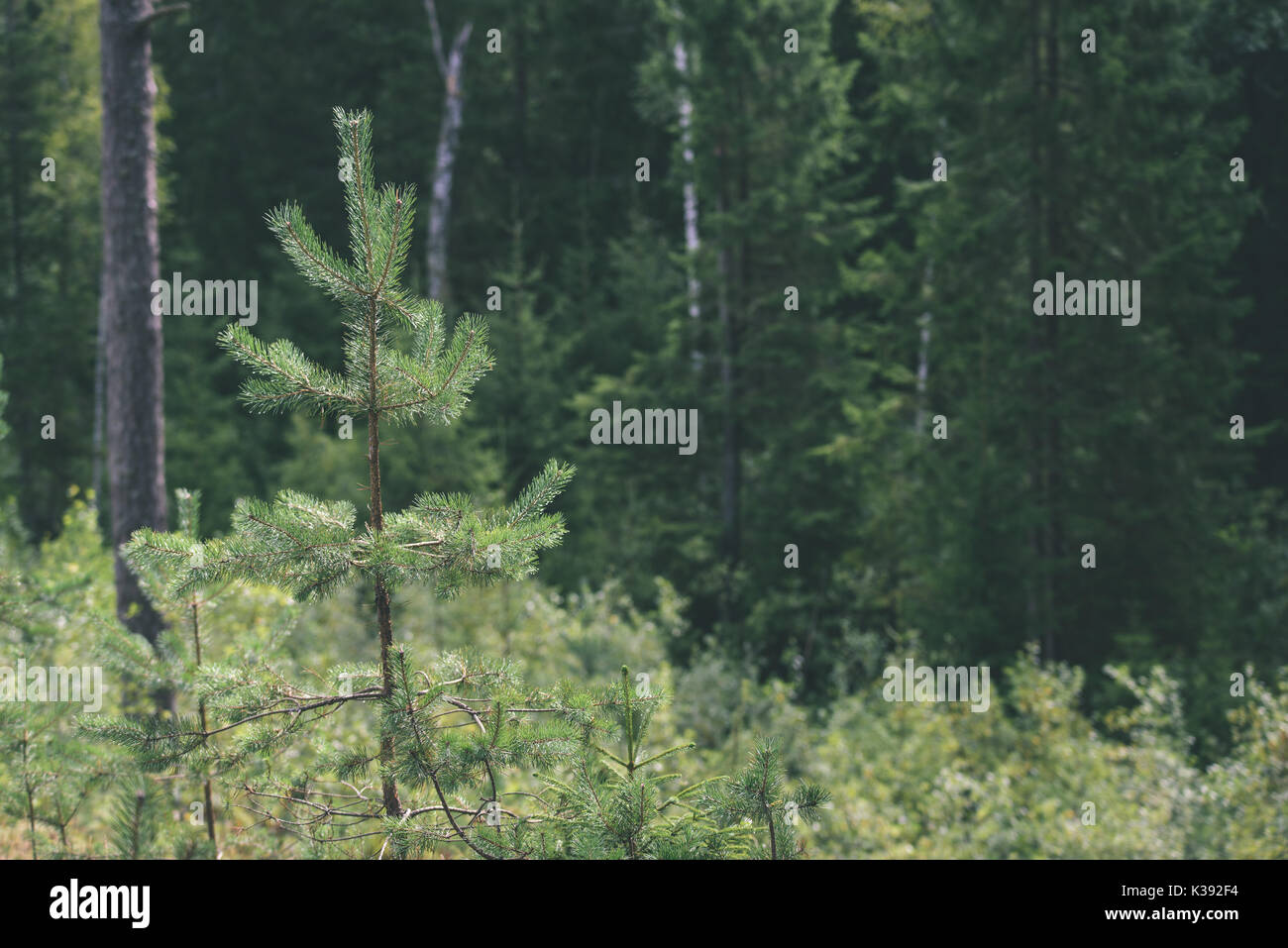 young spring spruce tree blossoms on green background in wet forest ...