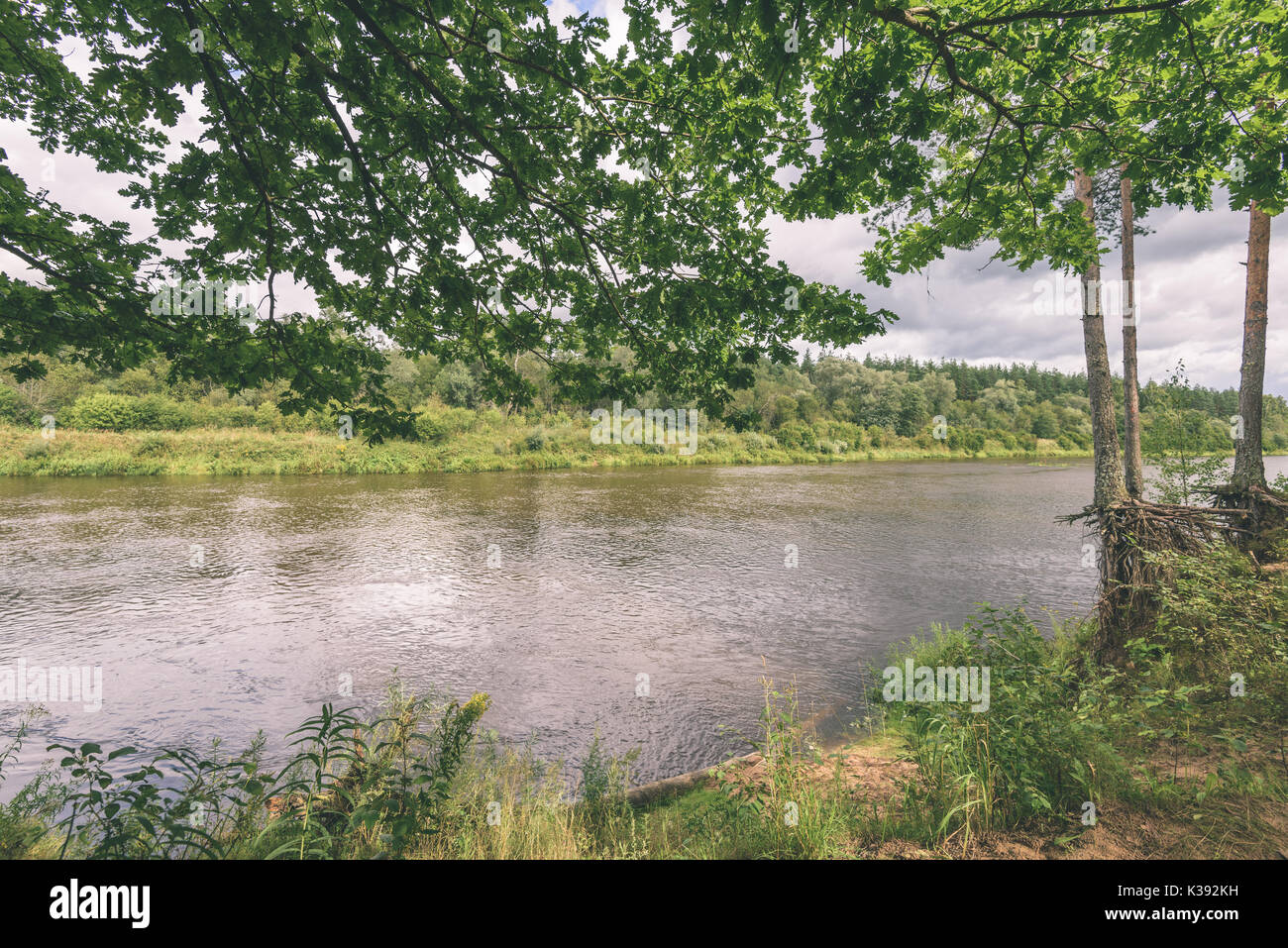 oak tree branches over summer river deep in forest. view between tree ...