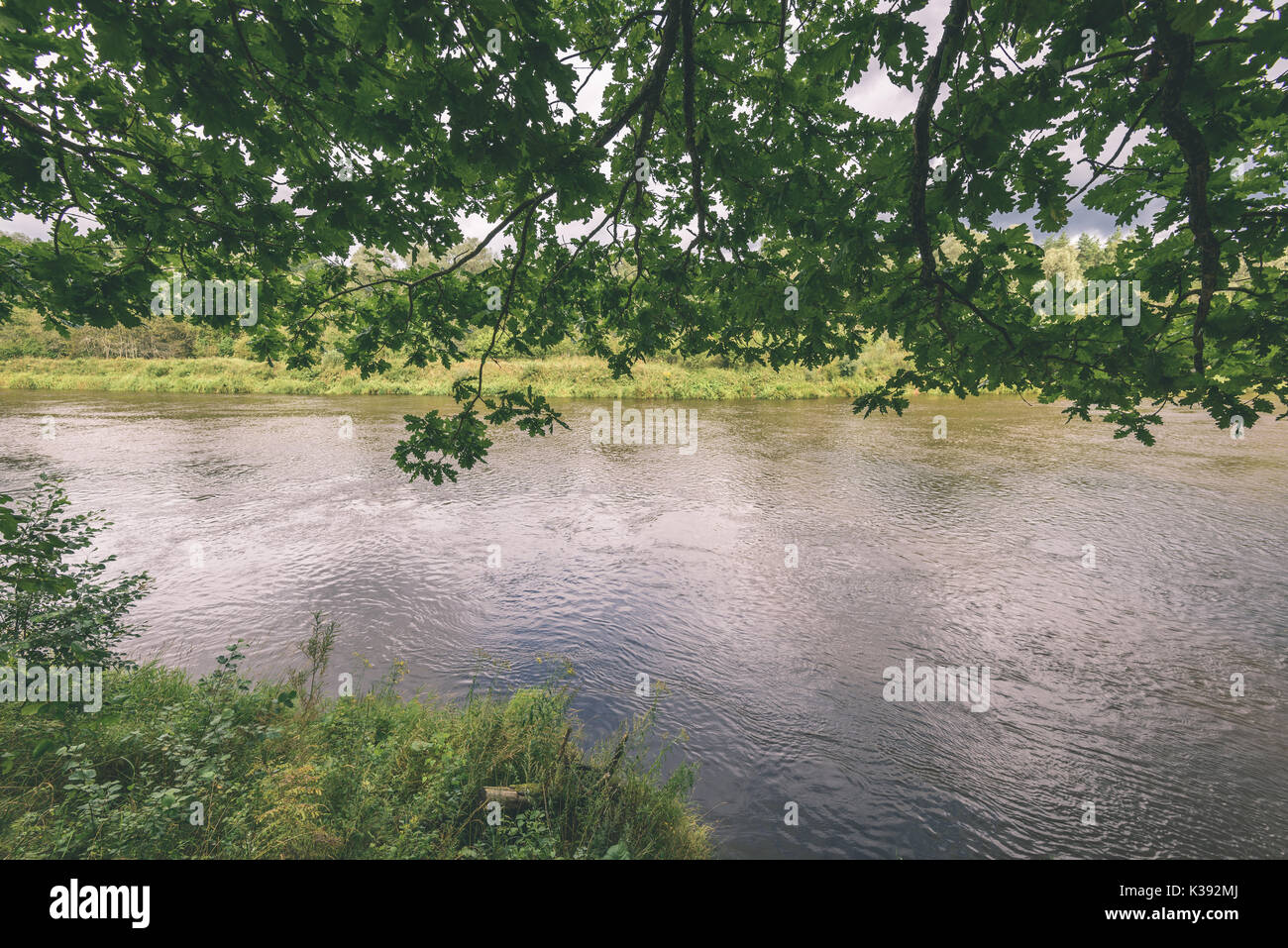 oak tree branches over summer river deep in forest. view between tree ...