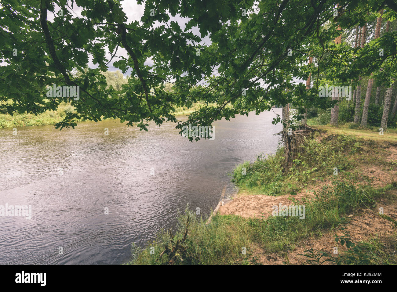 oak tree branches over summer river deep in forest. view between tree ...