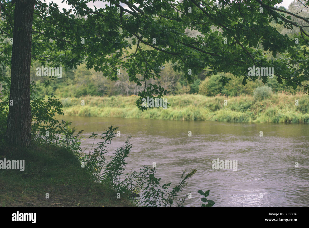 oak tree branches over summer river deep in forest. view between tree ...
