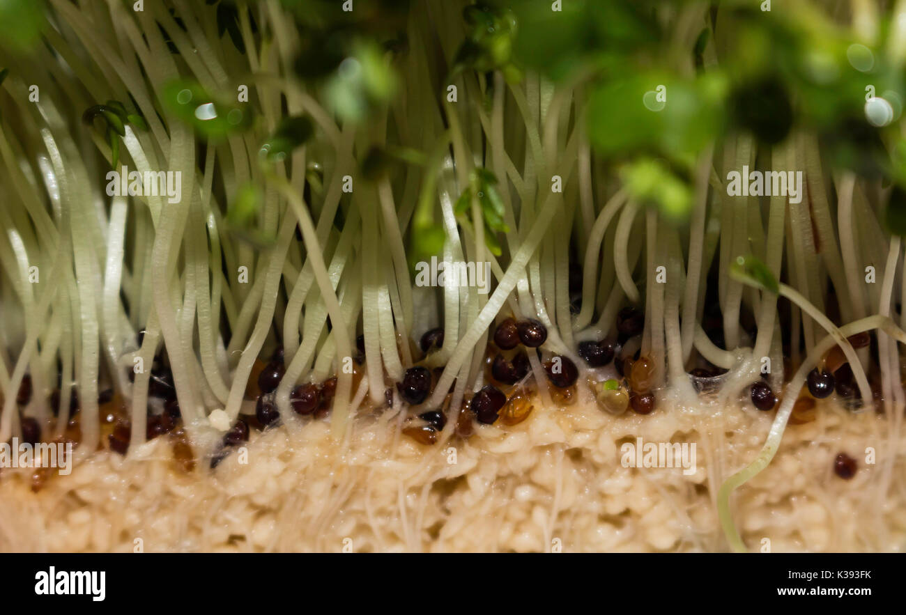 Cress seeds hi-res stock photography and images - Alamy