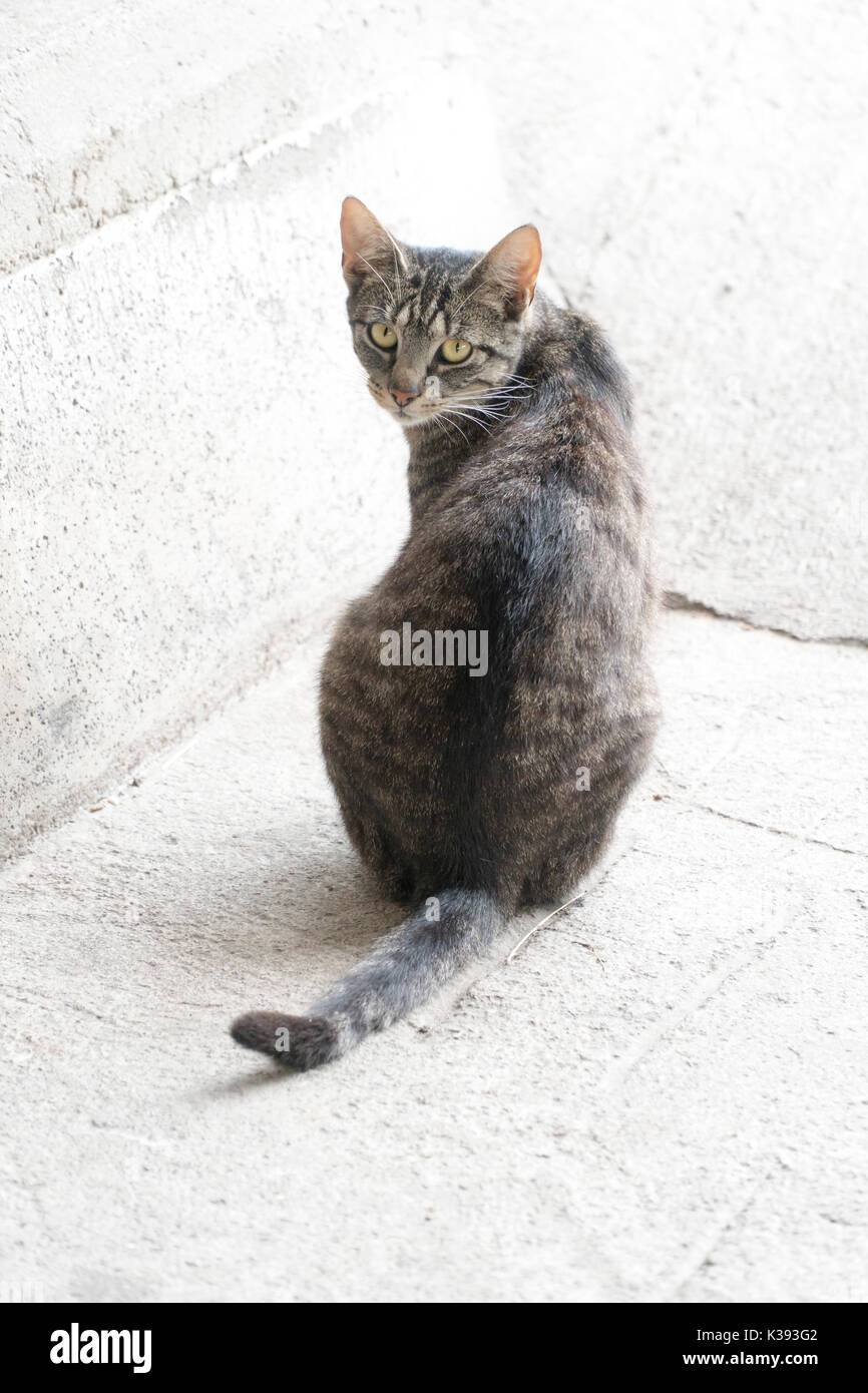 Cats hark hi-res stock photography and images - Alamy